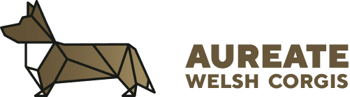 Εκπαίδευση του κουταβιού σε καθημερινούς ήχους - Aureate Corgis